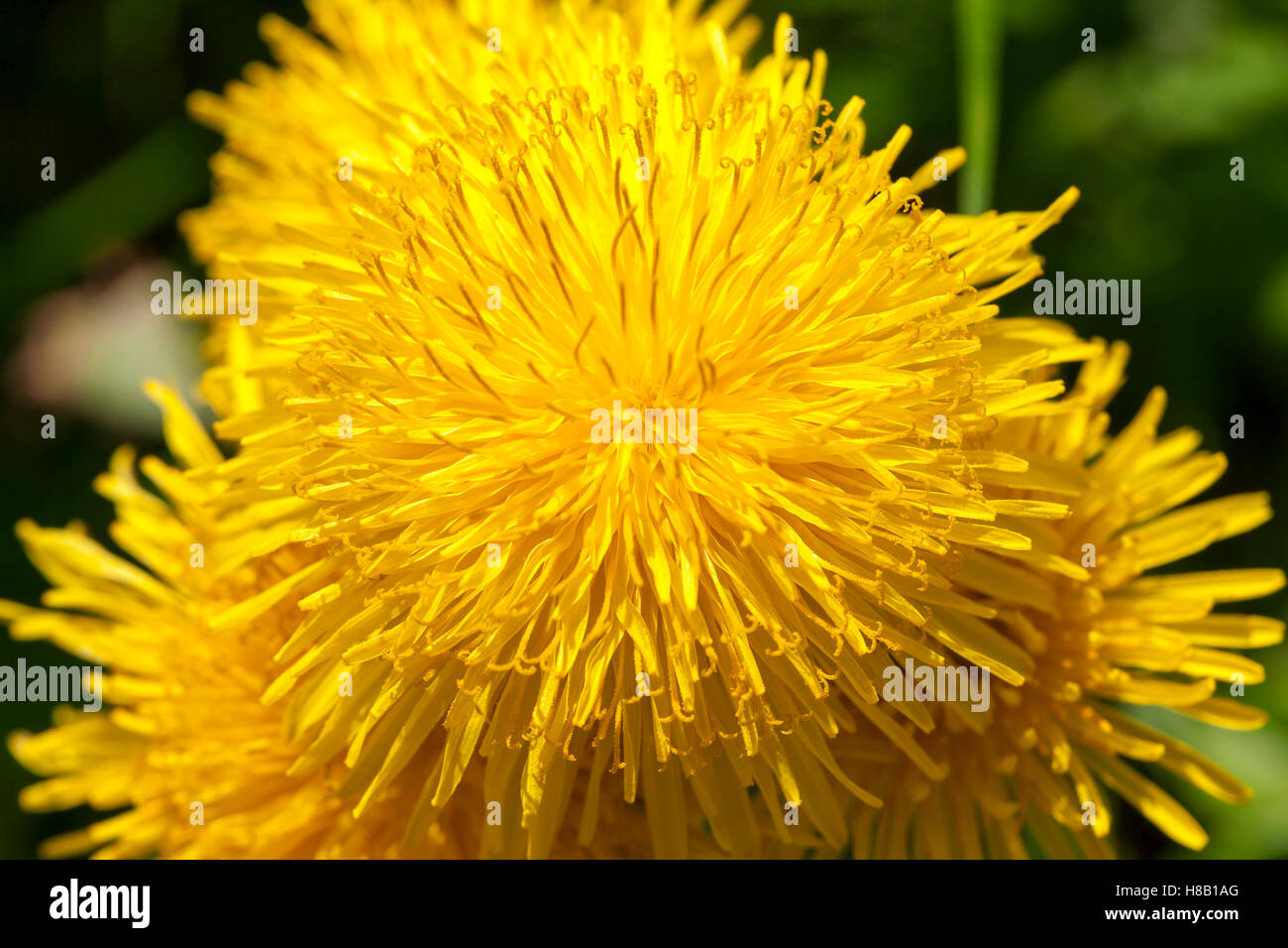yellow dandelions in spring Stock Photo - Alamy