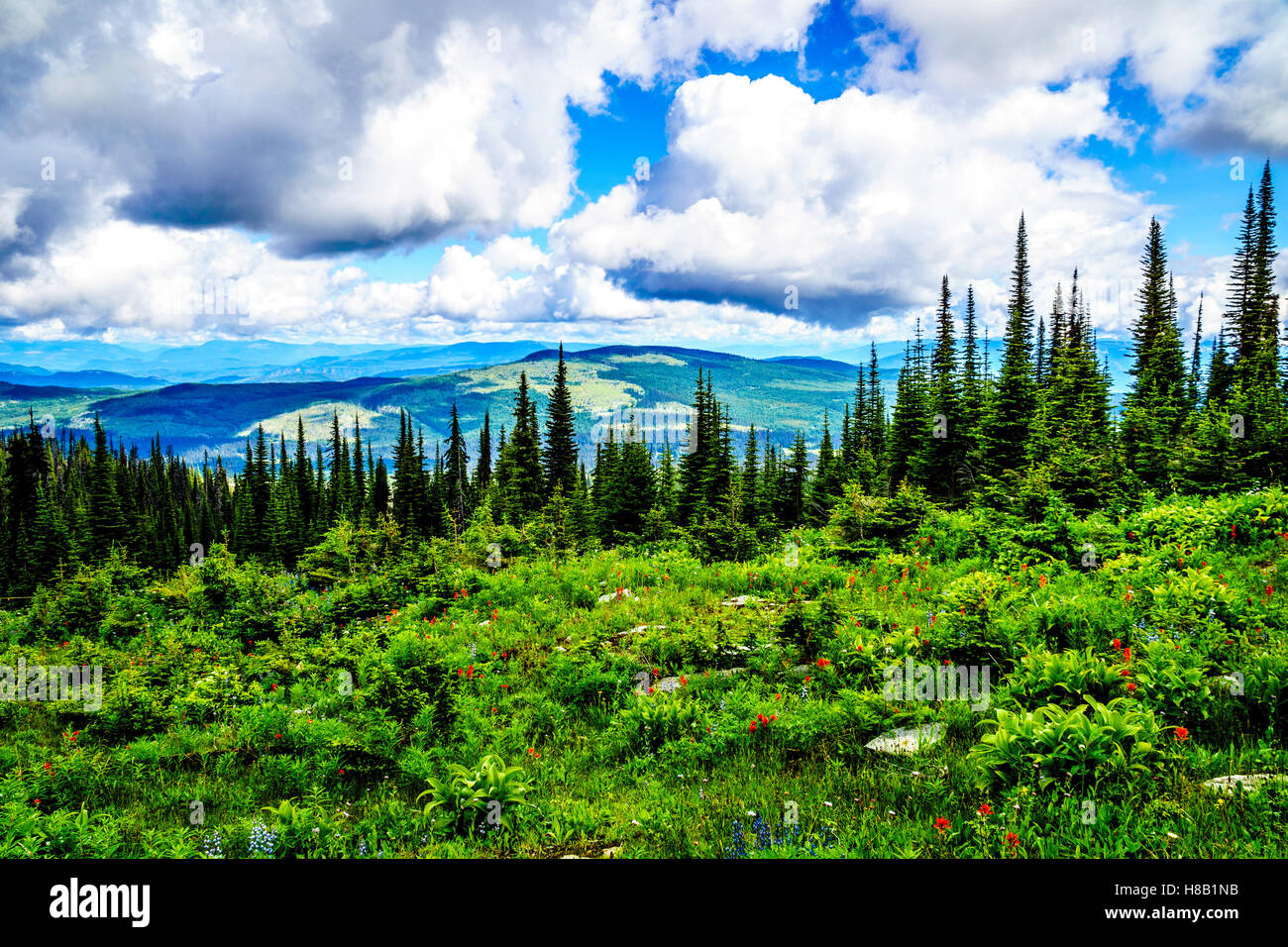 Alpine meadows with wildflowers and pine forests in the high alpine of ...