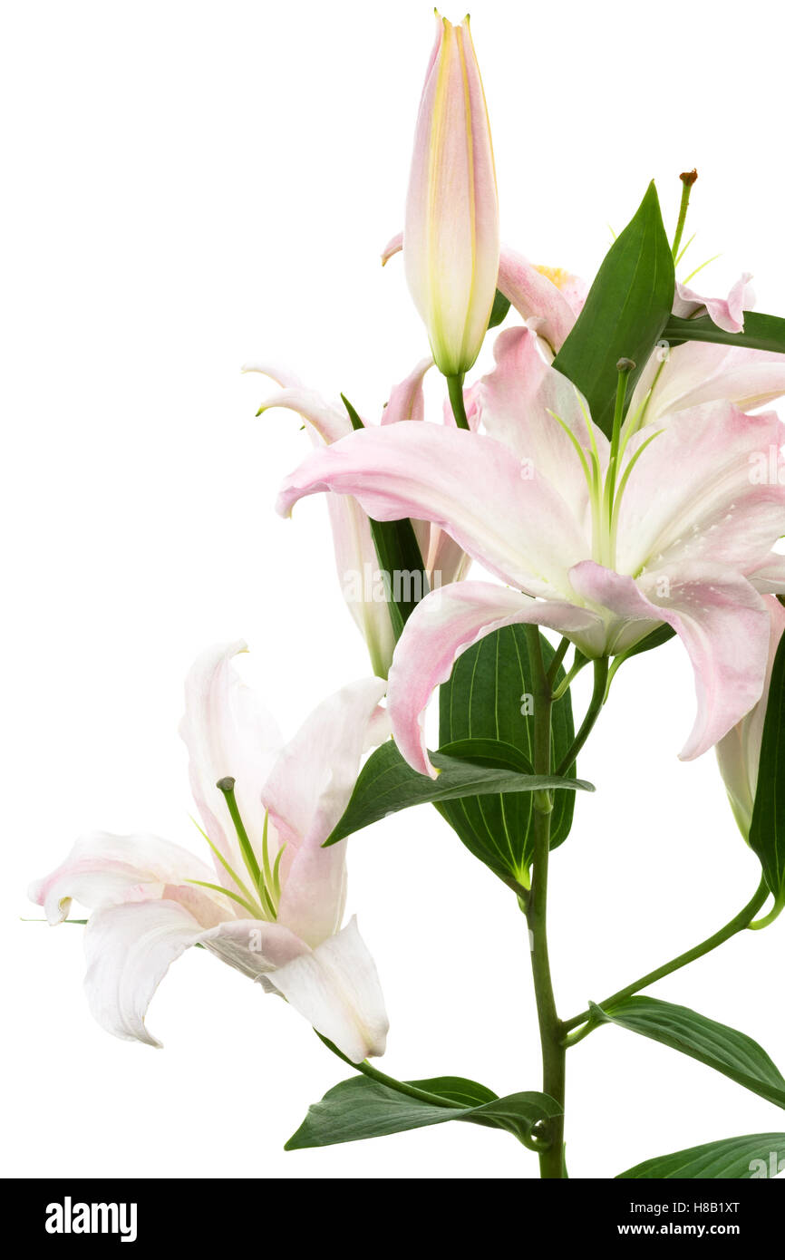 beautiful white lily on white background Stock Photo - Alamy