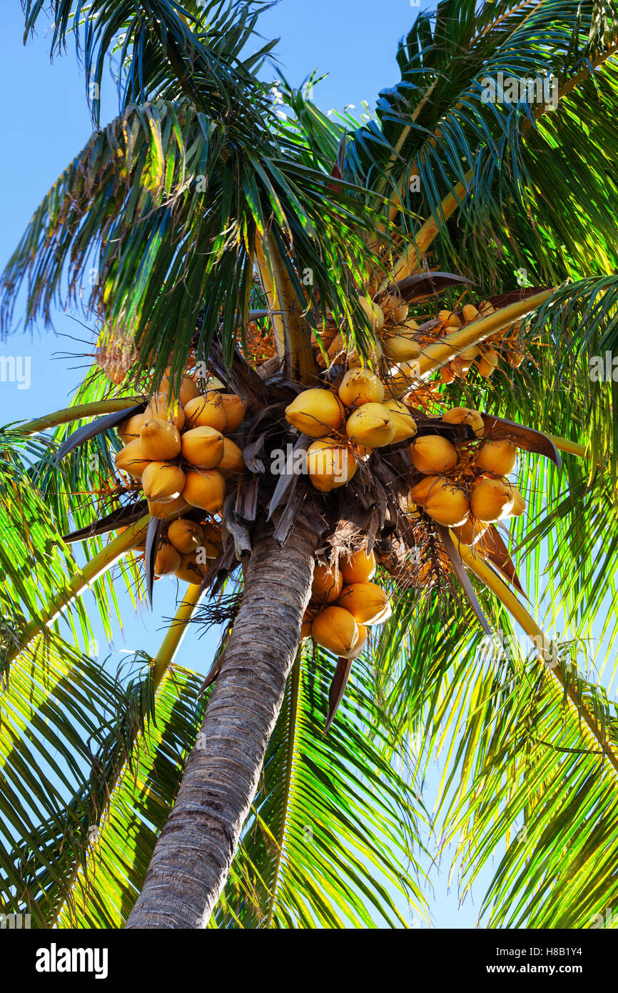 Green and yellow coconuts on a coconut tree hi-res stock photography ...