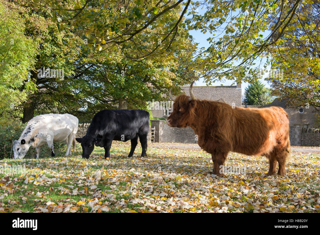 Cow under tree hi-res stock photography and images - Alamy