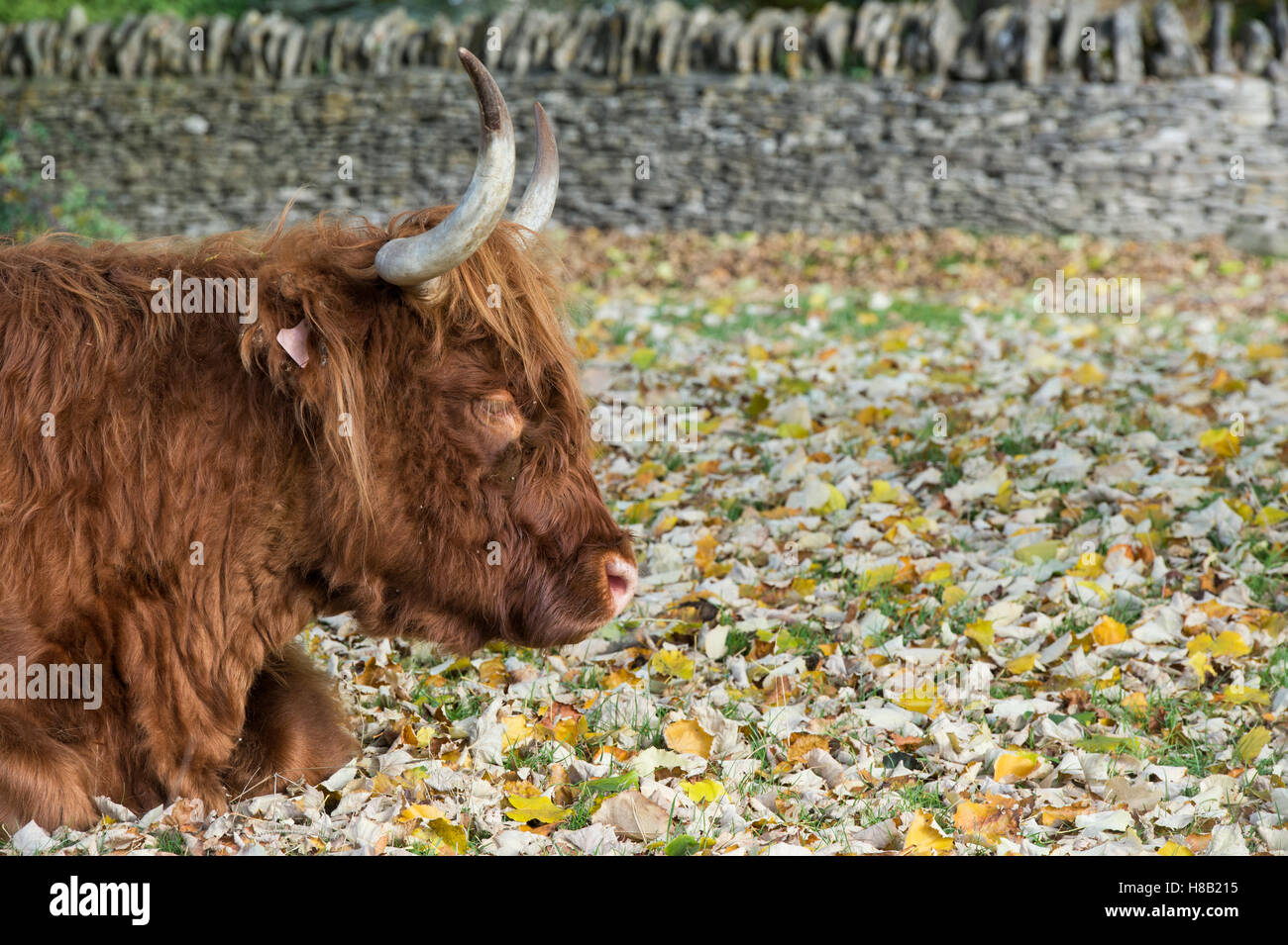 Cow under tree hi-res stock photography and images - Alamy