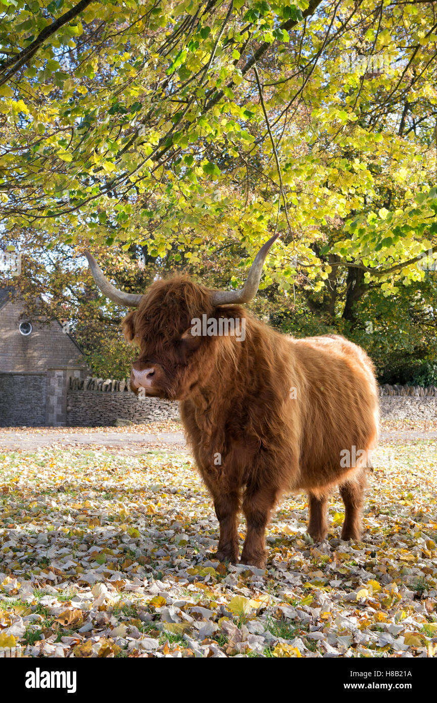 Cow under tree hi-res stock photography and images - Alamy