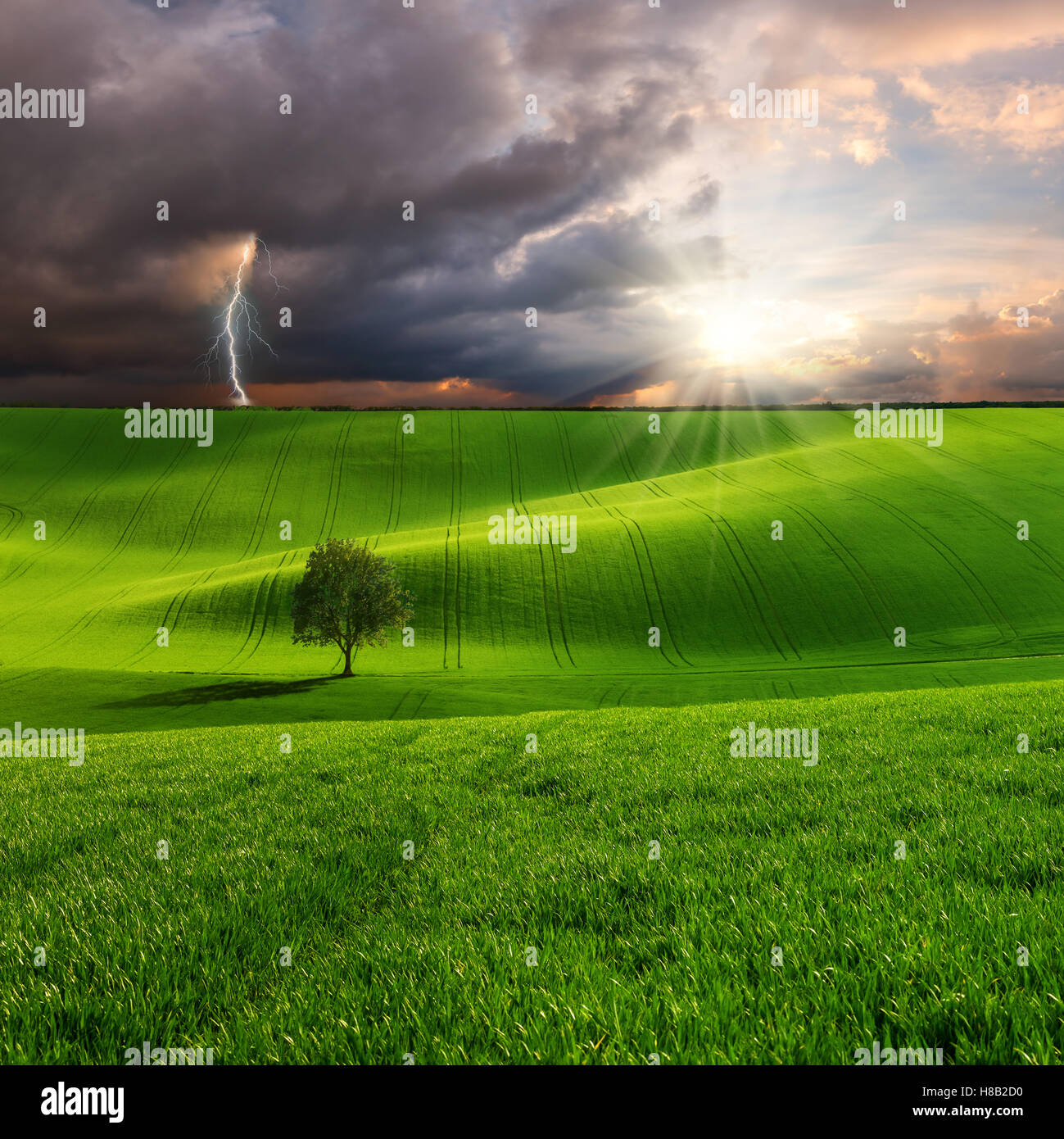 Lightning tree hi-res stock photography and images - Alamy