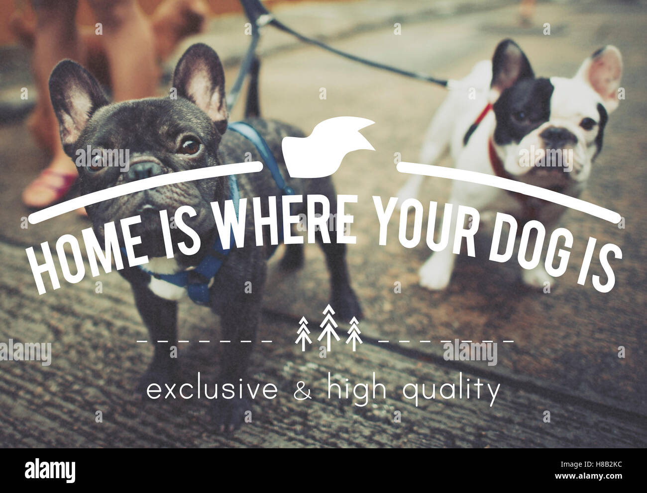 Welcome home dog hi-res stock photography and images - Alamy