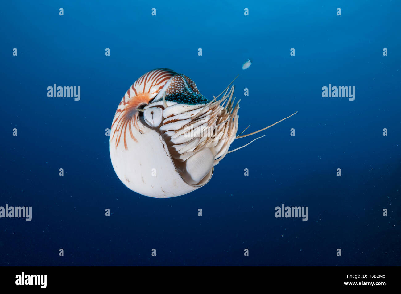 Nautilus swimming in blue water Palau, Micronesia Stock Photo - Alamy