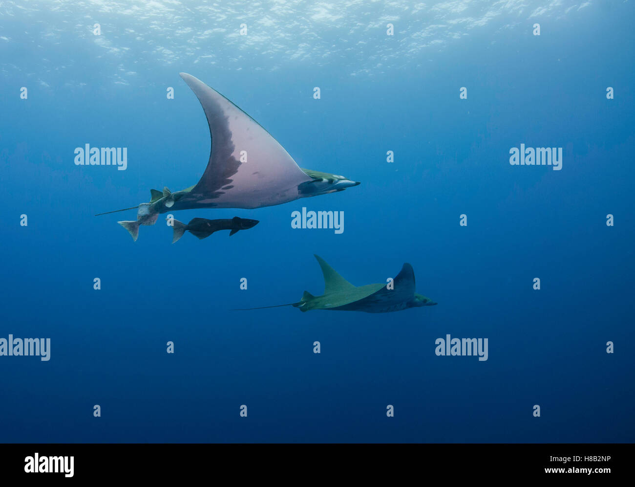 Mobula, or devil rays, at the Princess Alice Sea Mount off the coast of ...
