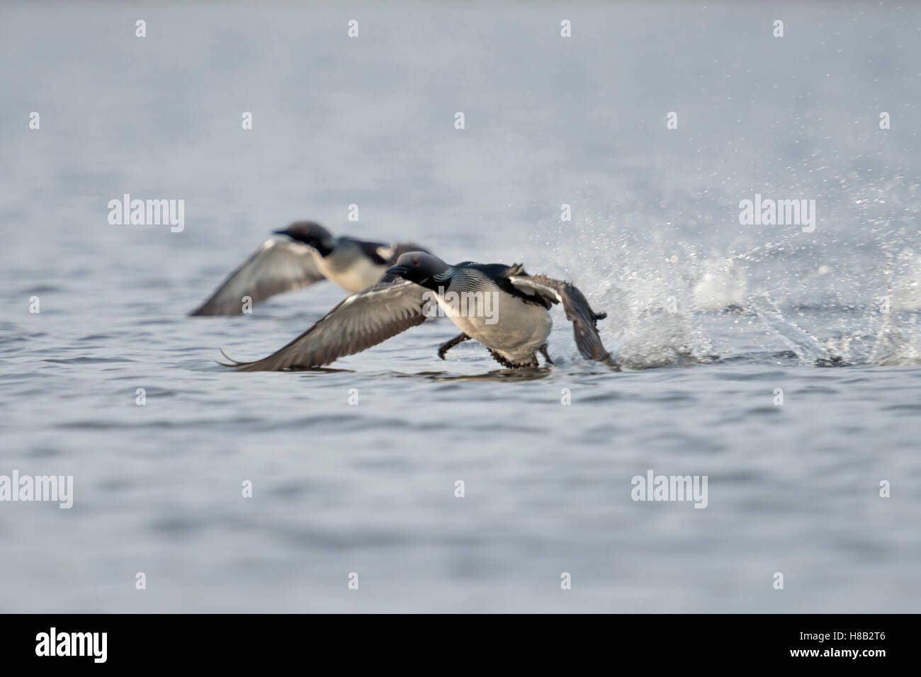 Black-throated Loon / Arctic Loon / Prachttaucher ( Gavia arctica ...