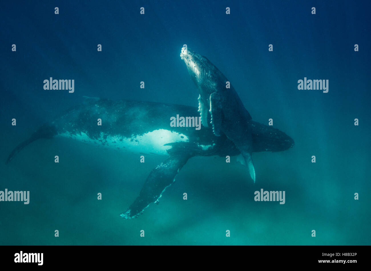 Humpback whale underwater during the calving season, Tonga Stock Photo ...