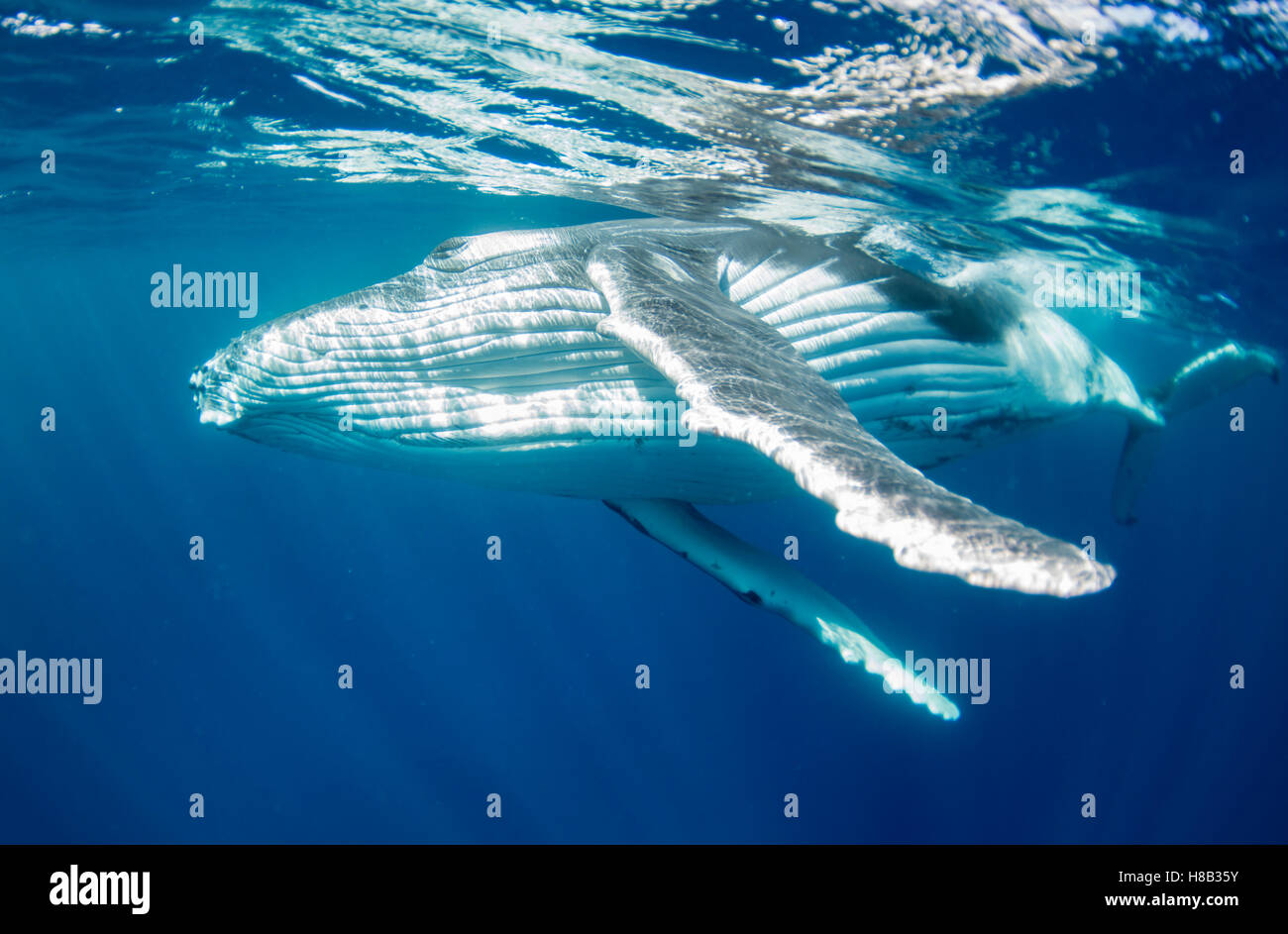 Humpback whale underwater during the calving season, Tonga Stock Photo ...