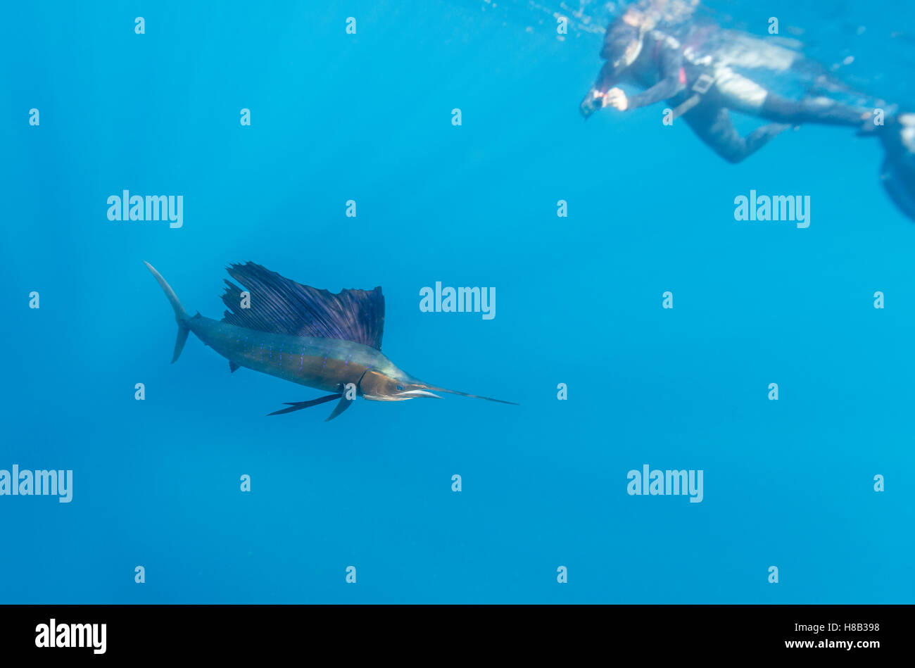 Atlantic sailfish feeding on sardines outside Isla Mujeres, Mexico ...