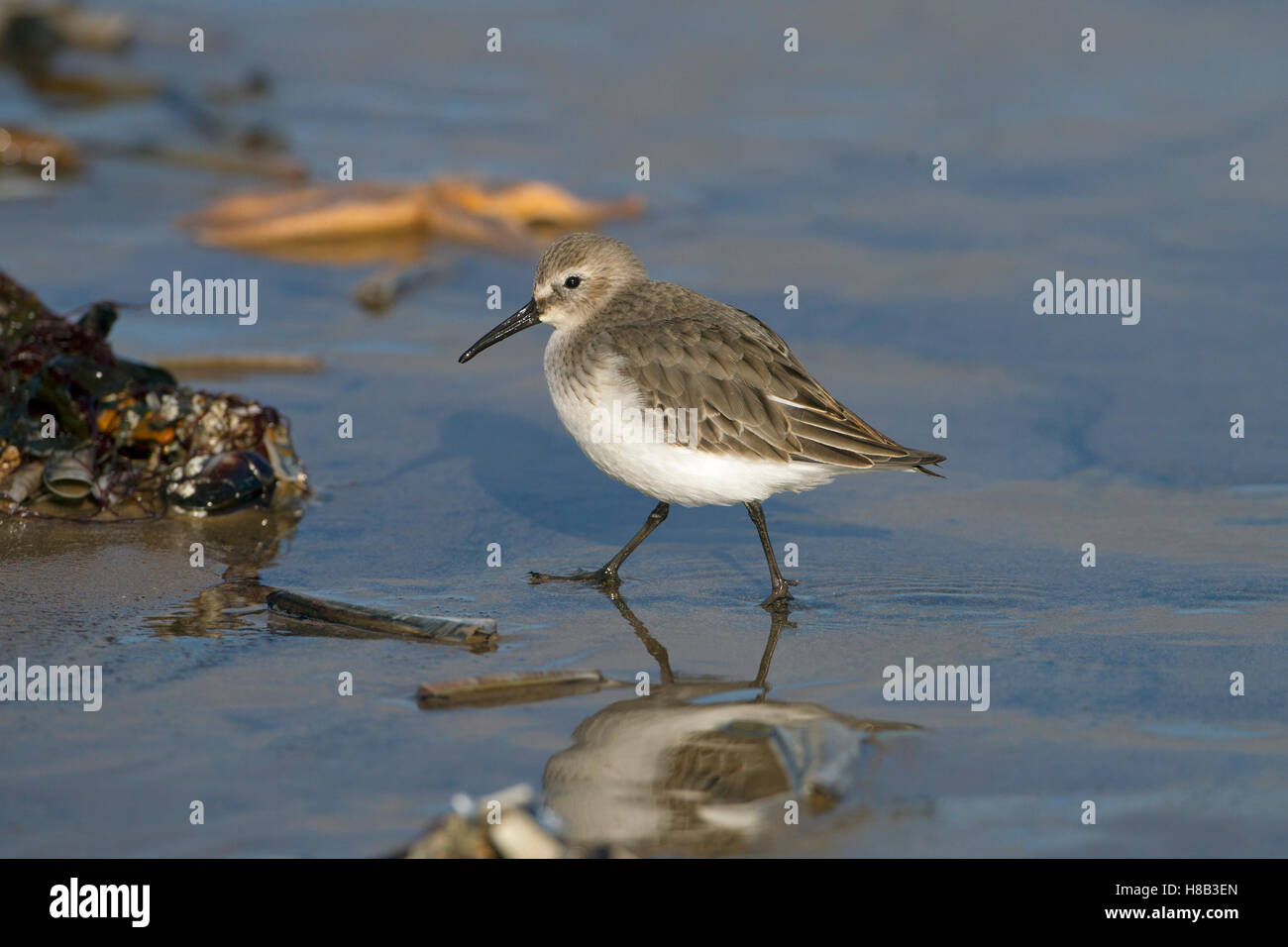 Commonest wader hi-res stock photography and images - Alamy