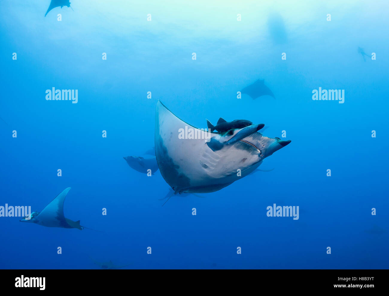 Mobula, or devil rays, at the Princess Alice Sea Mount off the coast of ...