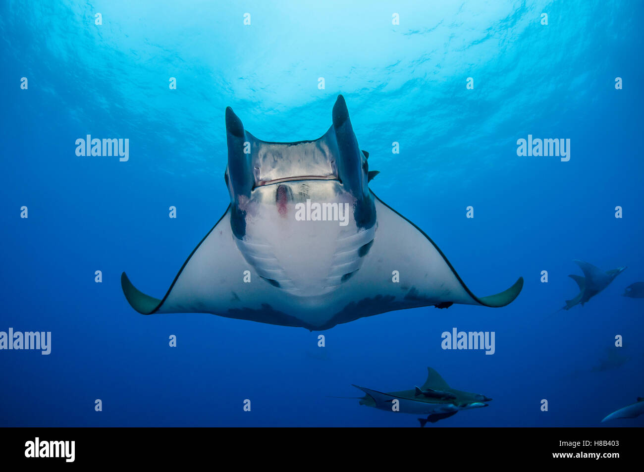 Rays Fish High Resolution Stock Photography and Images - Alamy