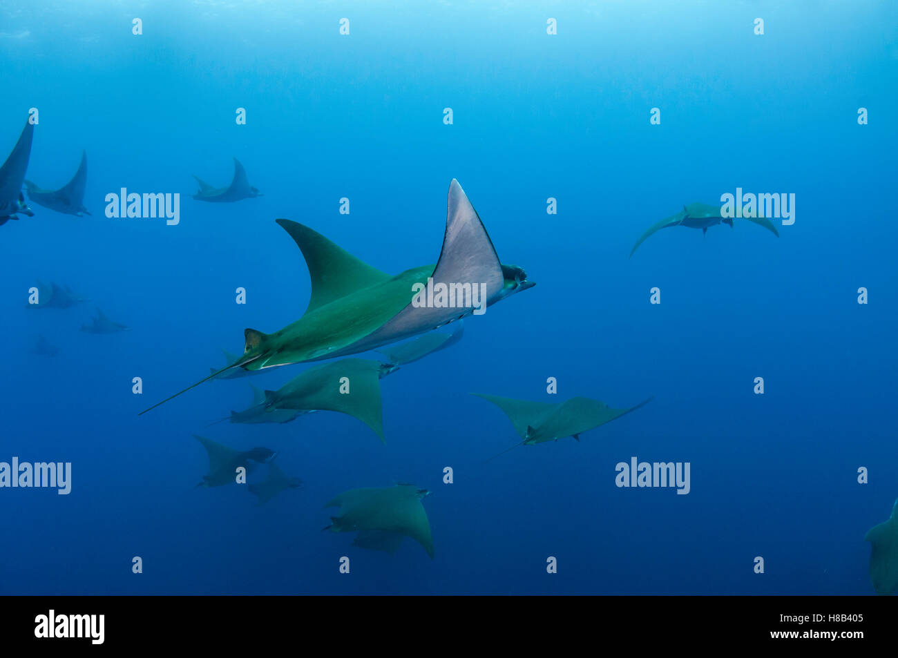 Mobula, or devil rays, at the Princess Alice Sea Mount off the coast of ...