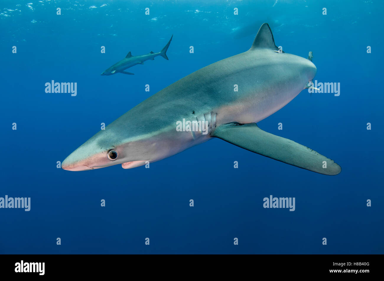 Blue shark underwater, offshore from Pico Island at the dive site ...
