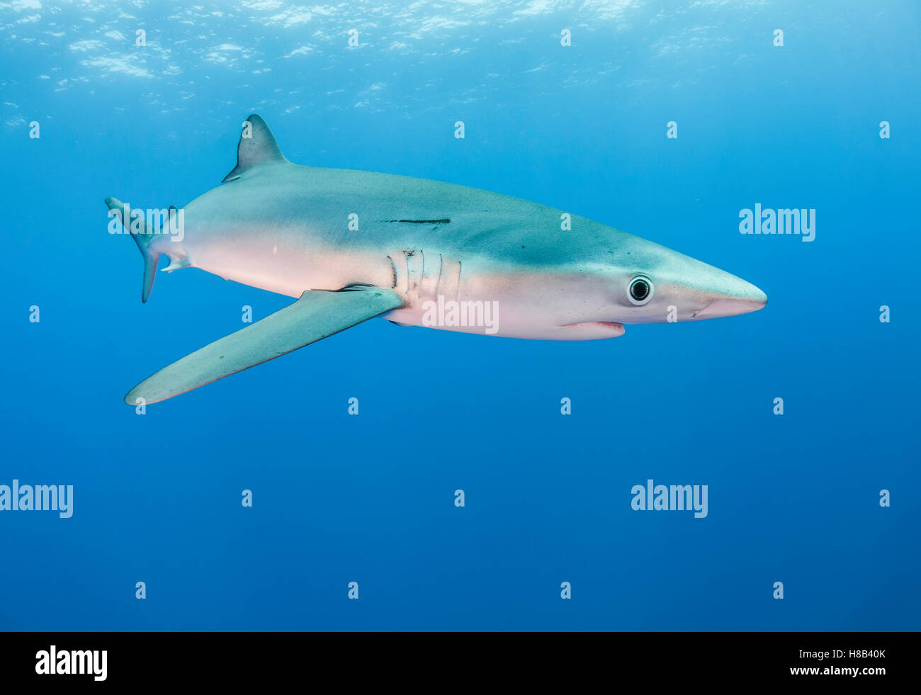 Blue shark underwater, offshore from Pico Island at the dive site ...