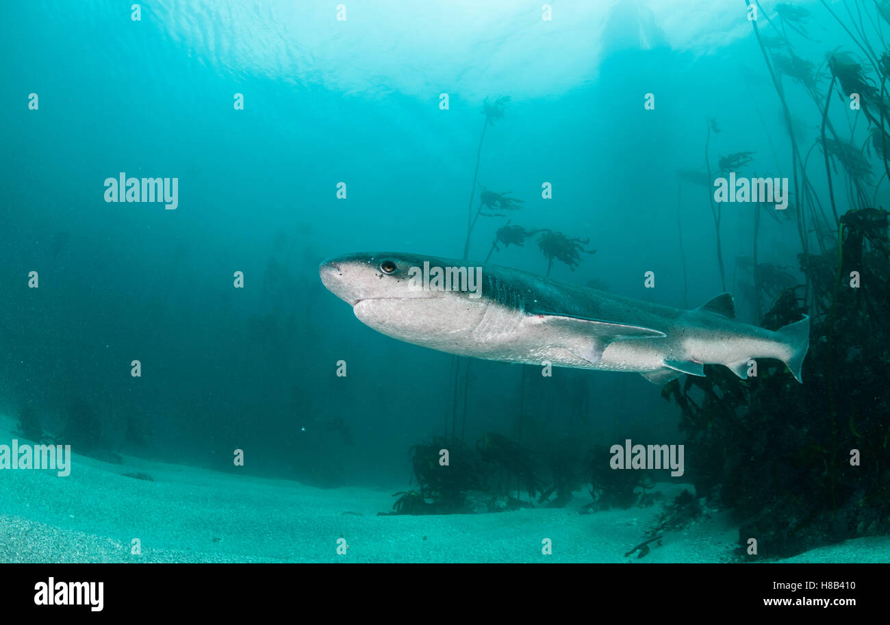 Broad nosed seven gill shark swimming through the kelp forests of False ...