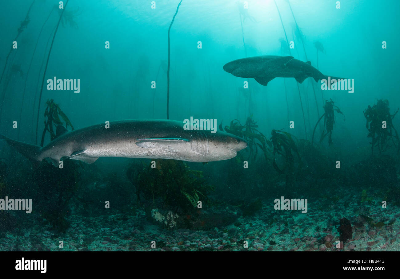Broad nosed seven gill shark swimming through the kelp forests of False ...