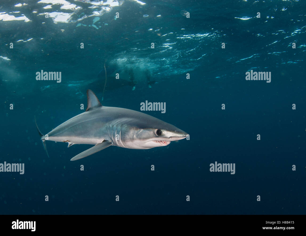 Short fin mako shark underwater, Cape Town, South Africa Stock Photo ...