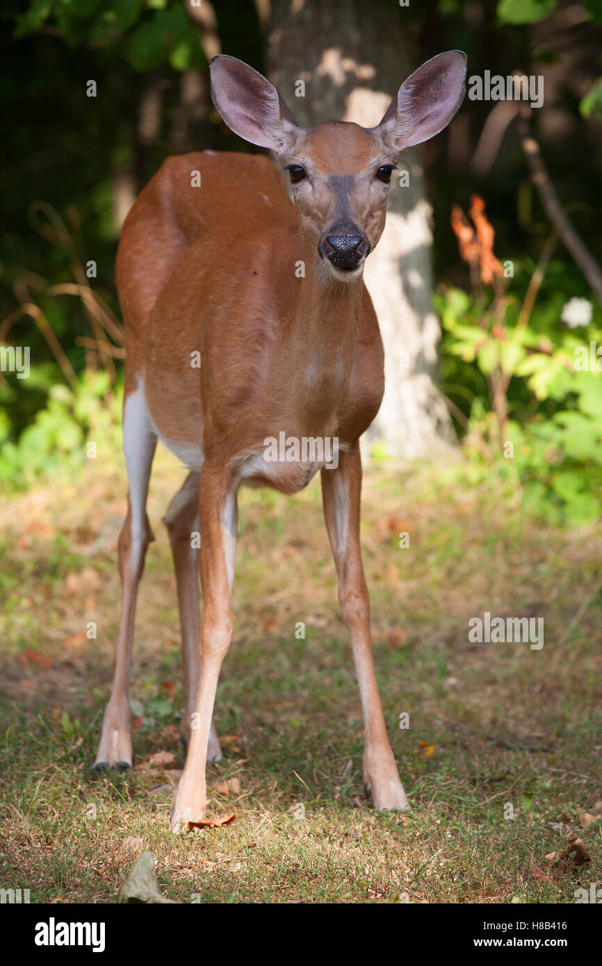 Whitetail deer doe that is looking at the camera Stock Photo - Alamy