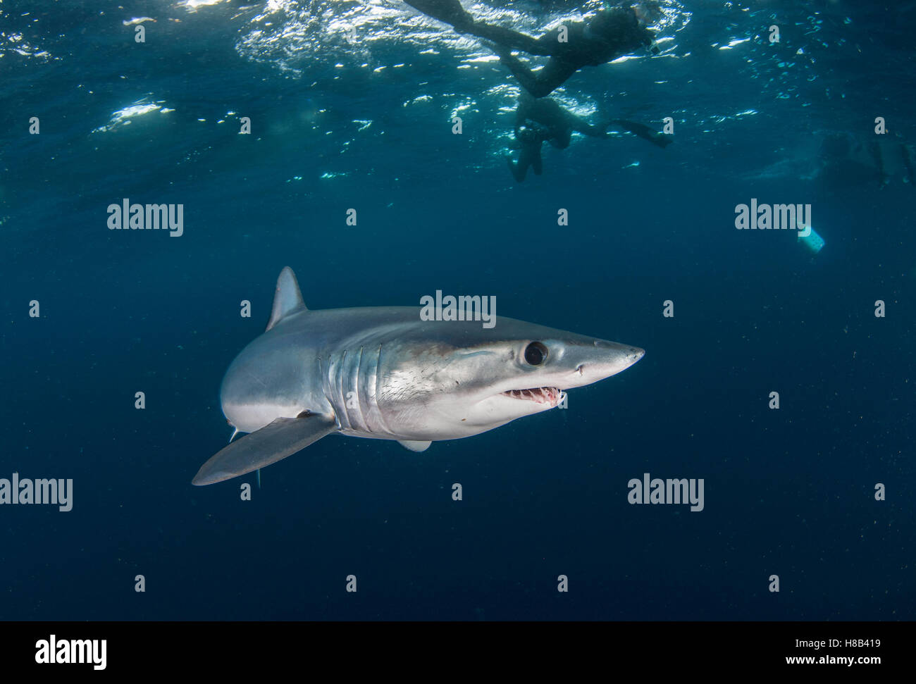 Short fin mako shark underwater, Cape Town, South Africa Stock Photo ...
