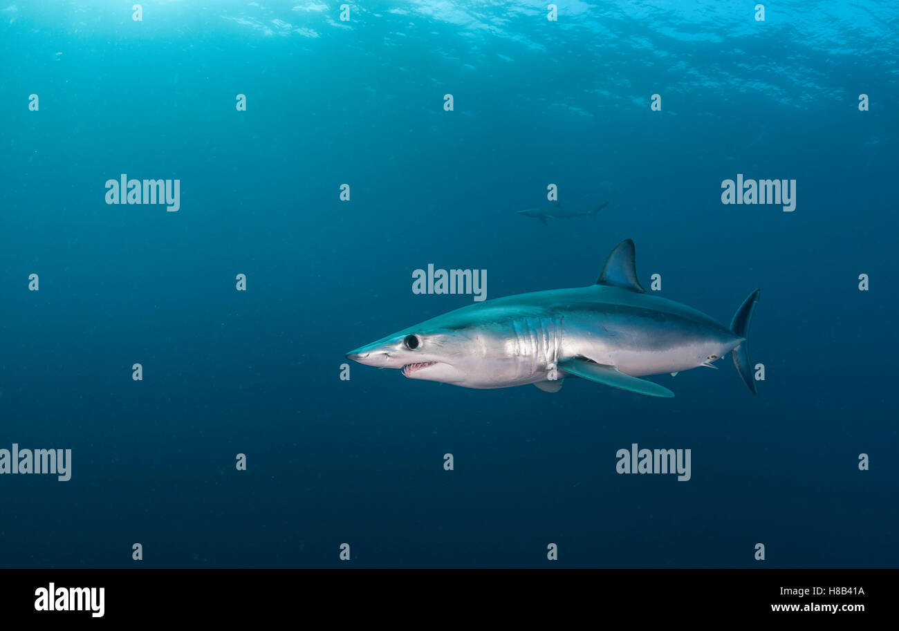 Short fin mako shark underwater, Cape Town, South Africa Stock Photo ...