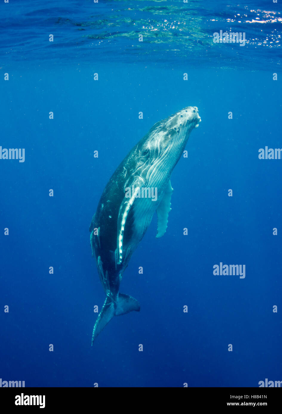 Humpback whale underwater during the calving season, Tonga Stock Photo ...