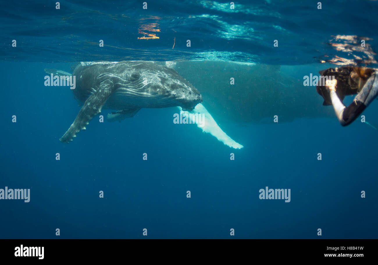 Humpback whale underwater during the calving season, Tonga Stock Photo ...