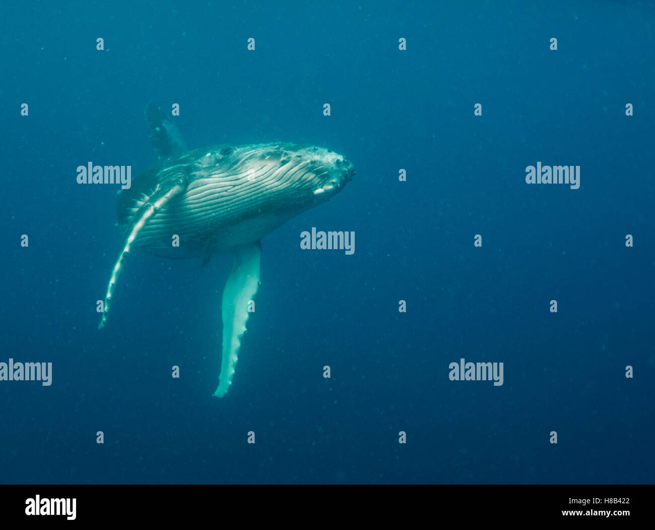 Humpback whale underwater during the calving season, Tonga Stock Photo ...