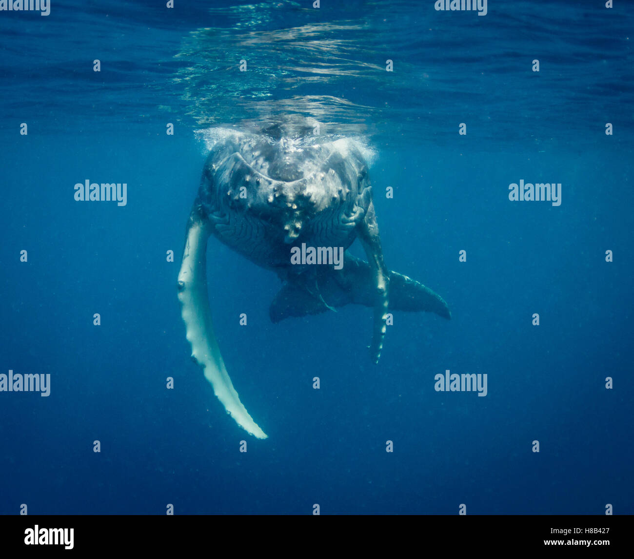 Humpback whale underwater during the calving season, Tonga Stock Photo ...