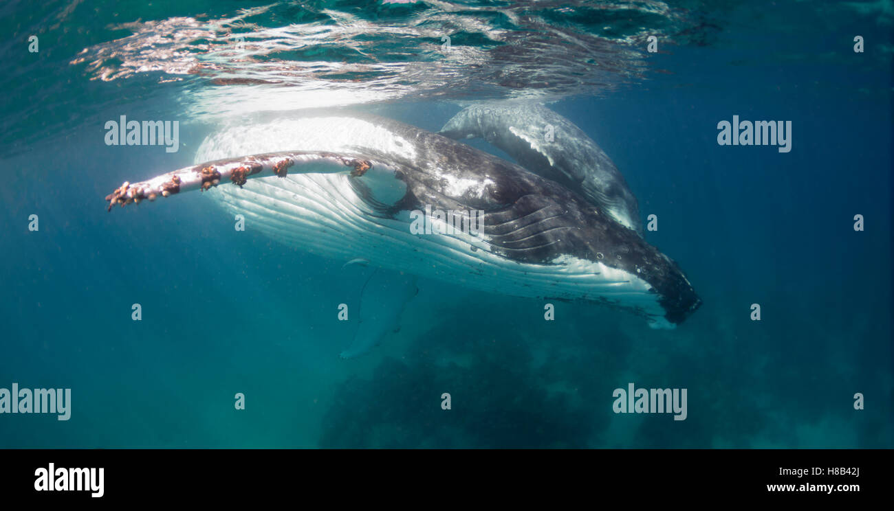 Humpback whale underwater during the calving season, Tonga Stock Photo ...