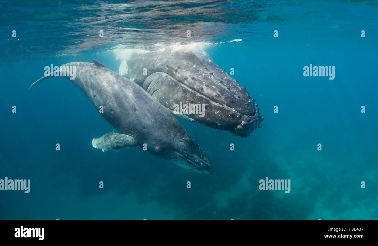 Humpback whale underwater during the calving season, Tonga Stock Photo ...