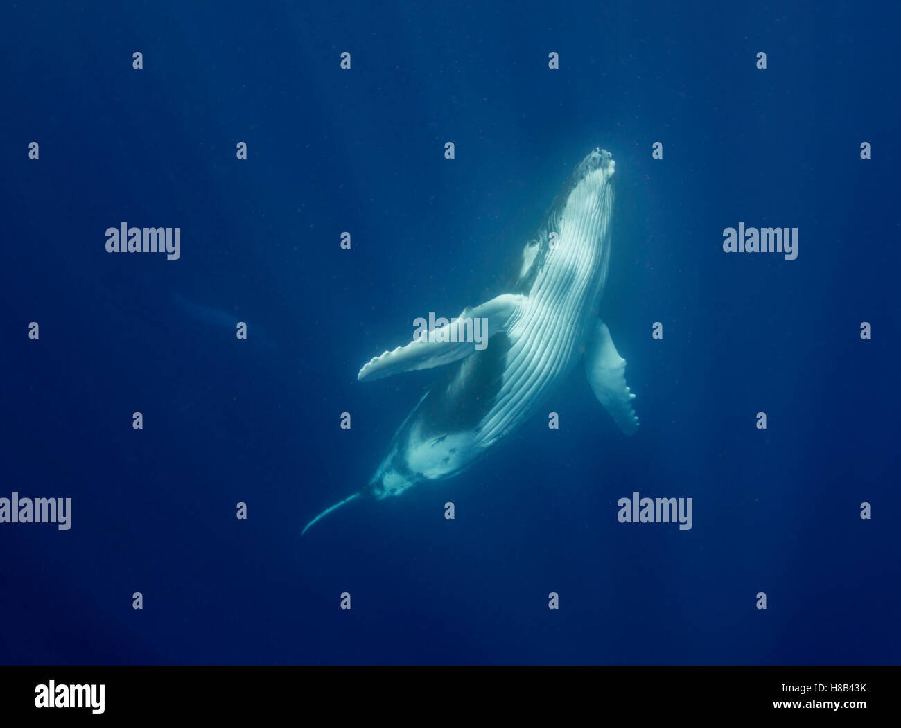 Humpback whale underwater during the calving season, Tonga Stock Photo ...