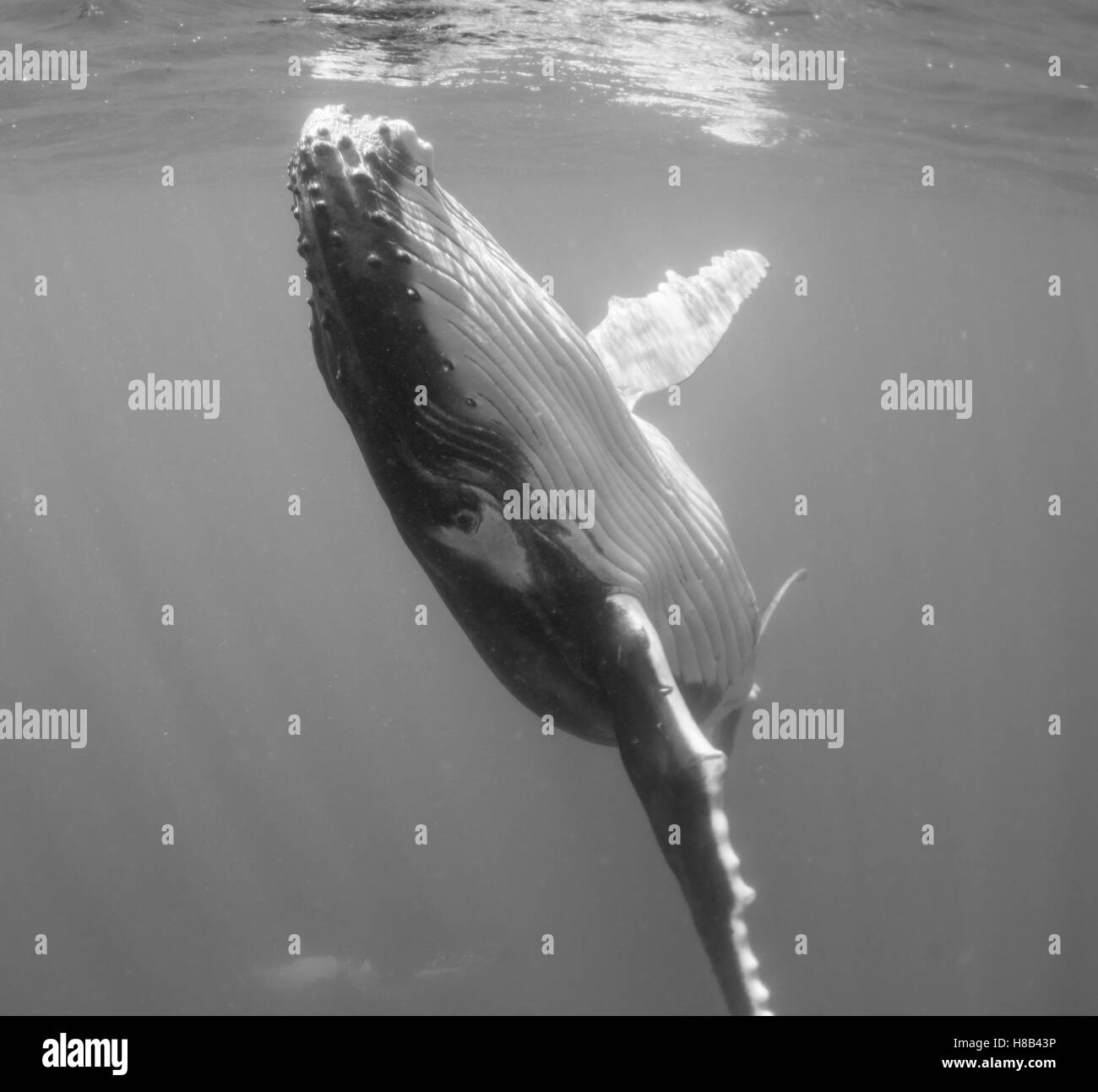 Pacific humpback whale Black and White Stock Photos & Images - Alamy