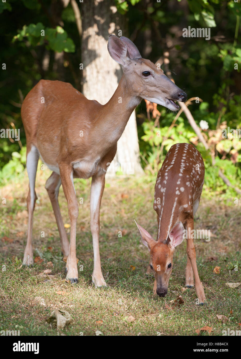 Whitetail doe fawn eating grass hi-res stock photography and images - Alamy
