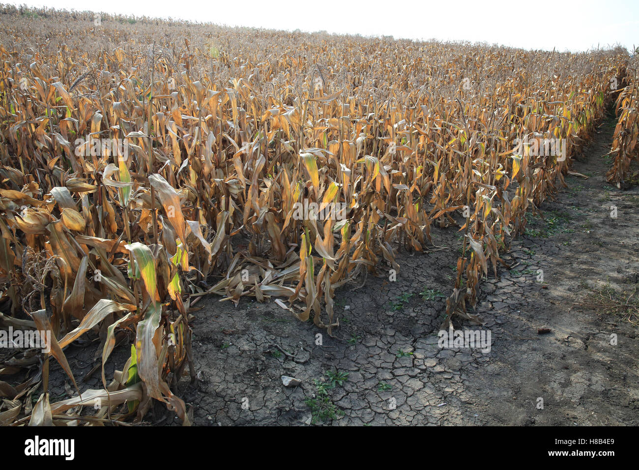 Drought Crops