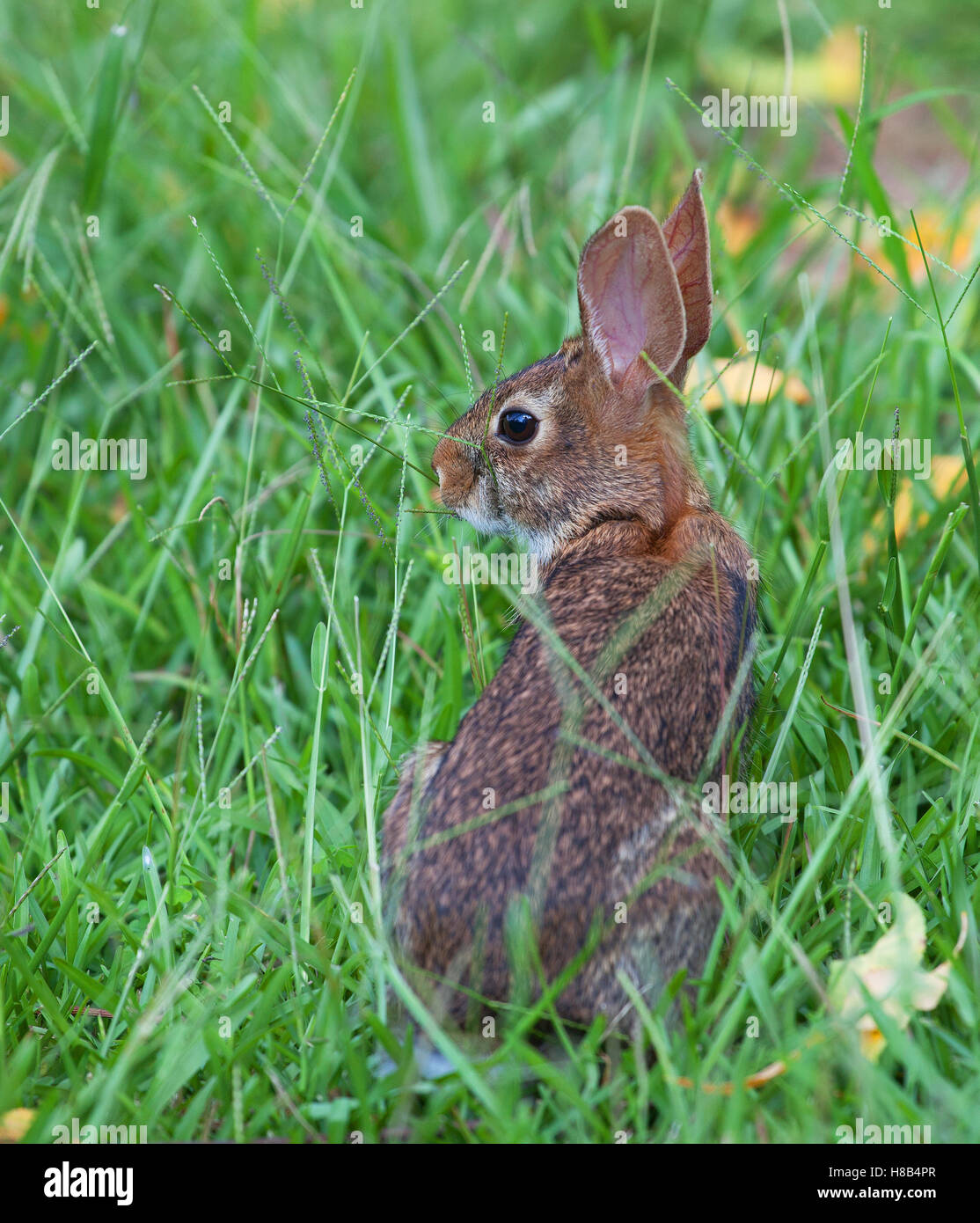 Eyeing the photographer hi-res stock photography and images - Alamy