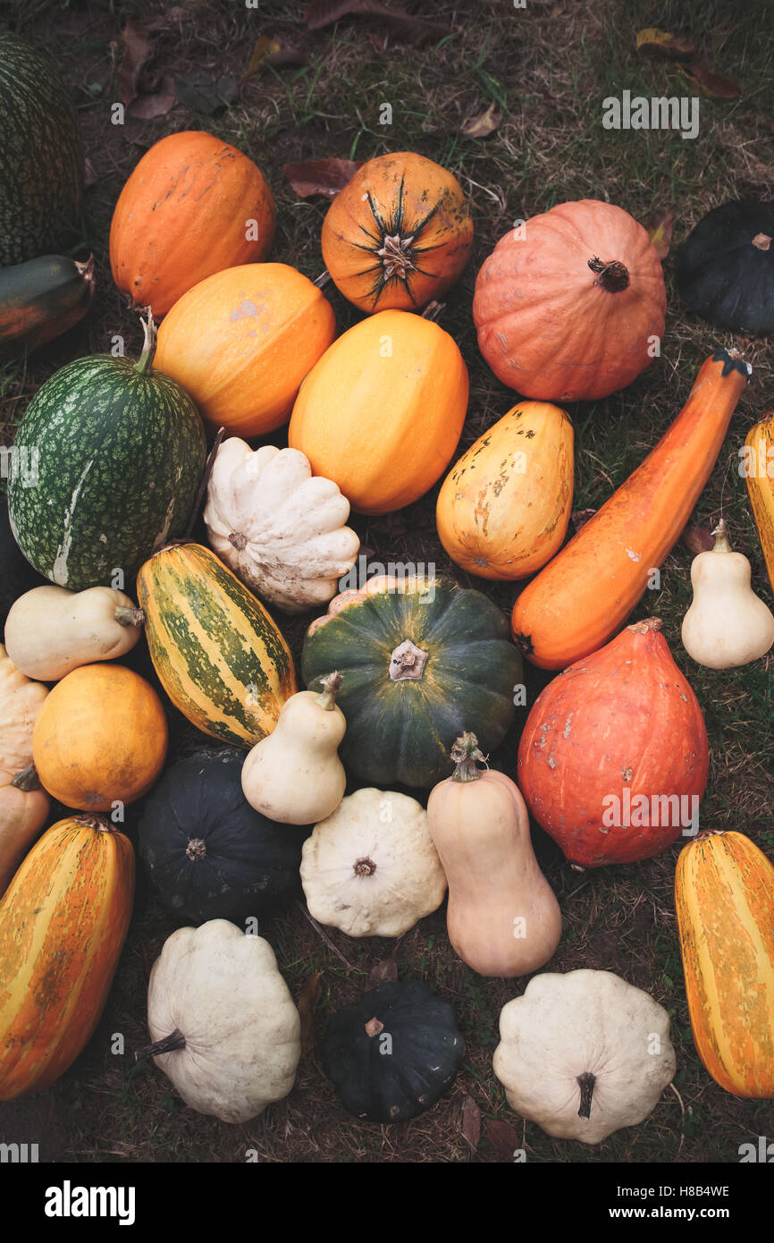 Crops of colorful squashes on a ground after harvesting Stock Photo - Alamy