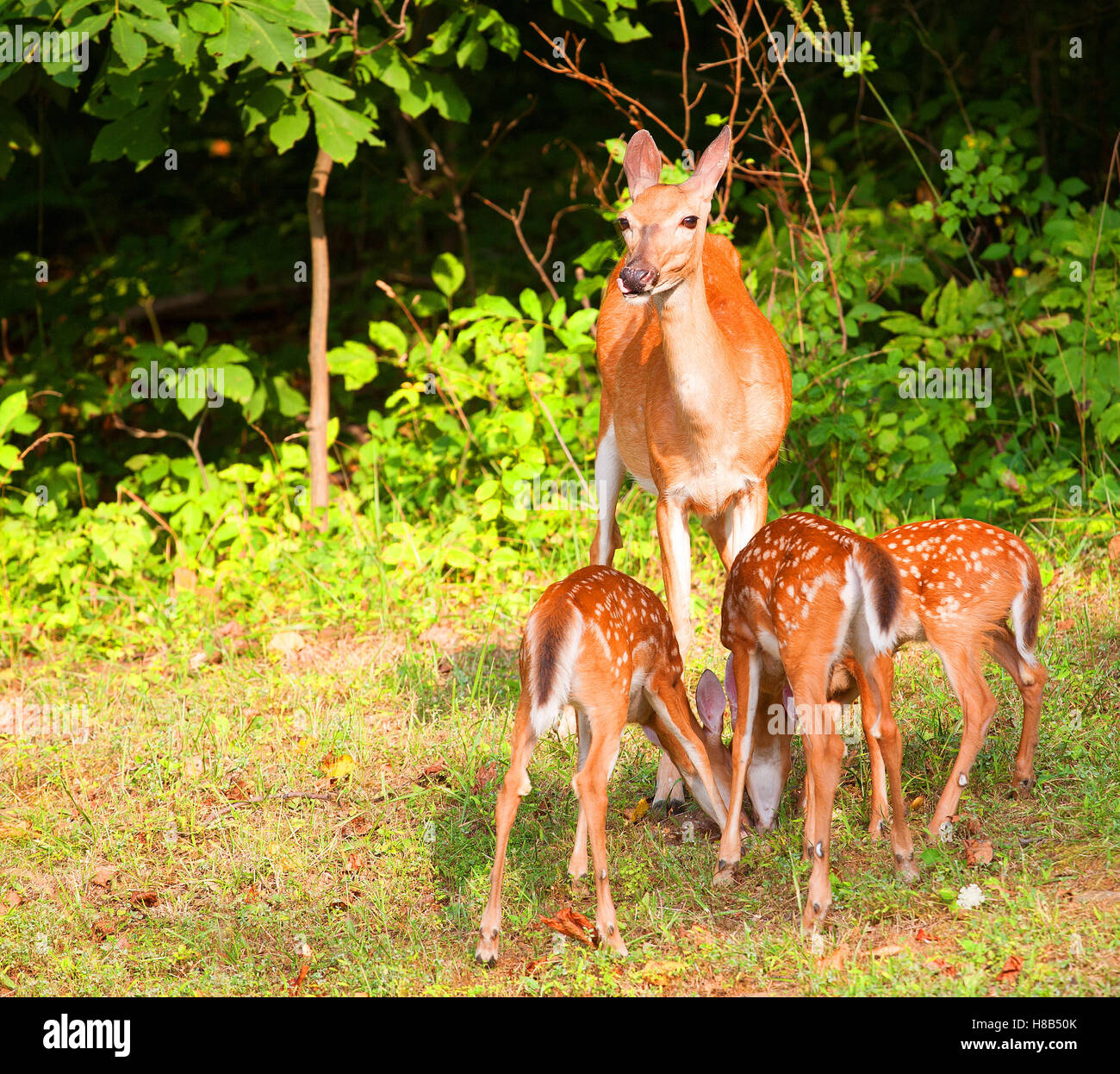 Animal three spots hi-res stock photography and images - Alamy