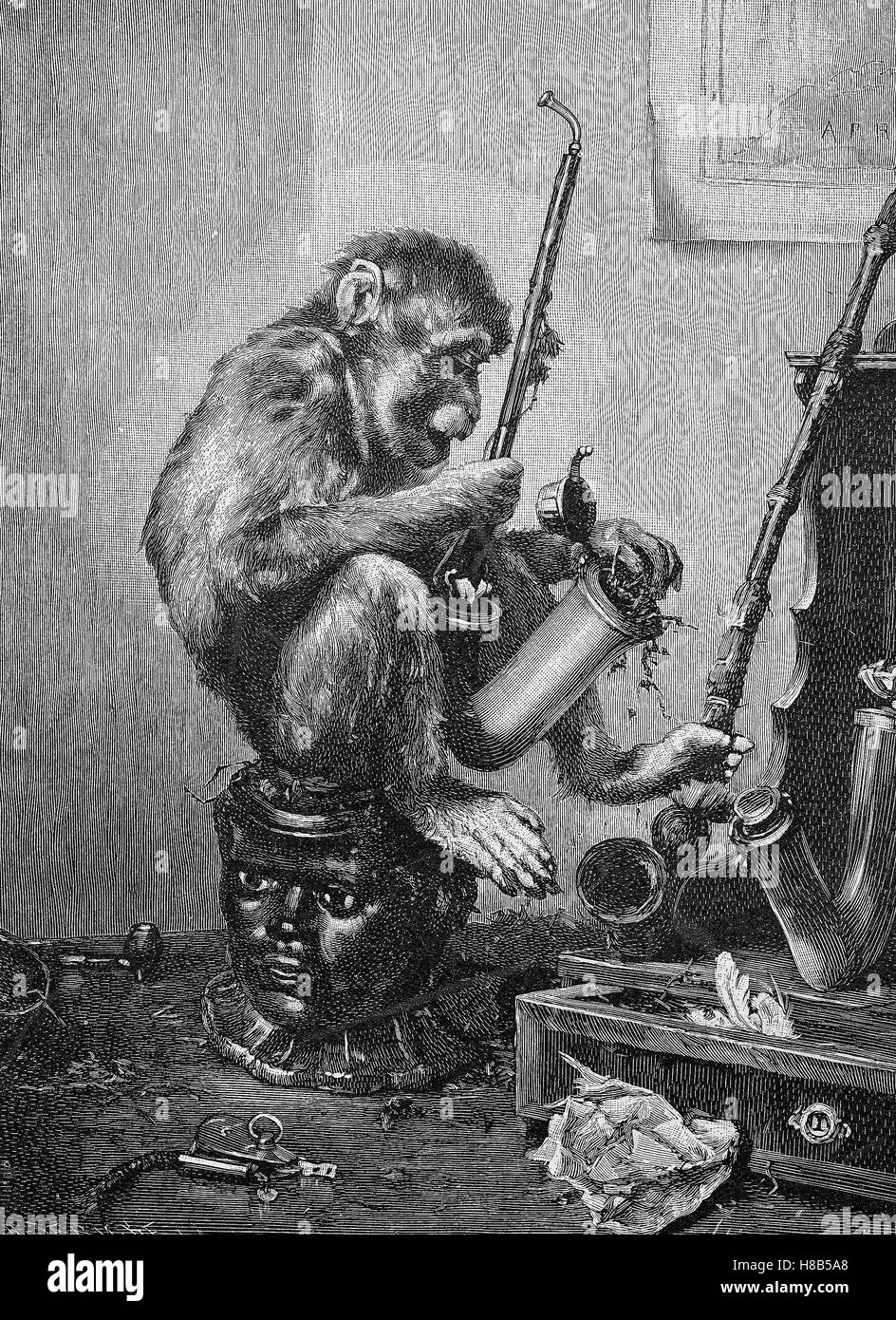 Monkeys Smoking Weed