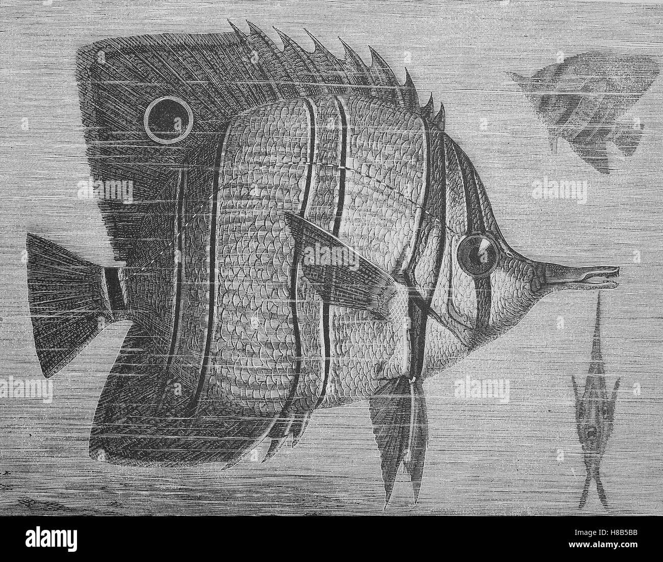 Are a family of perciform hi-res stock photography and images - Alamy