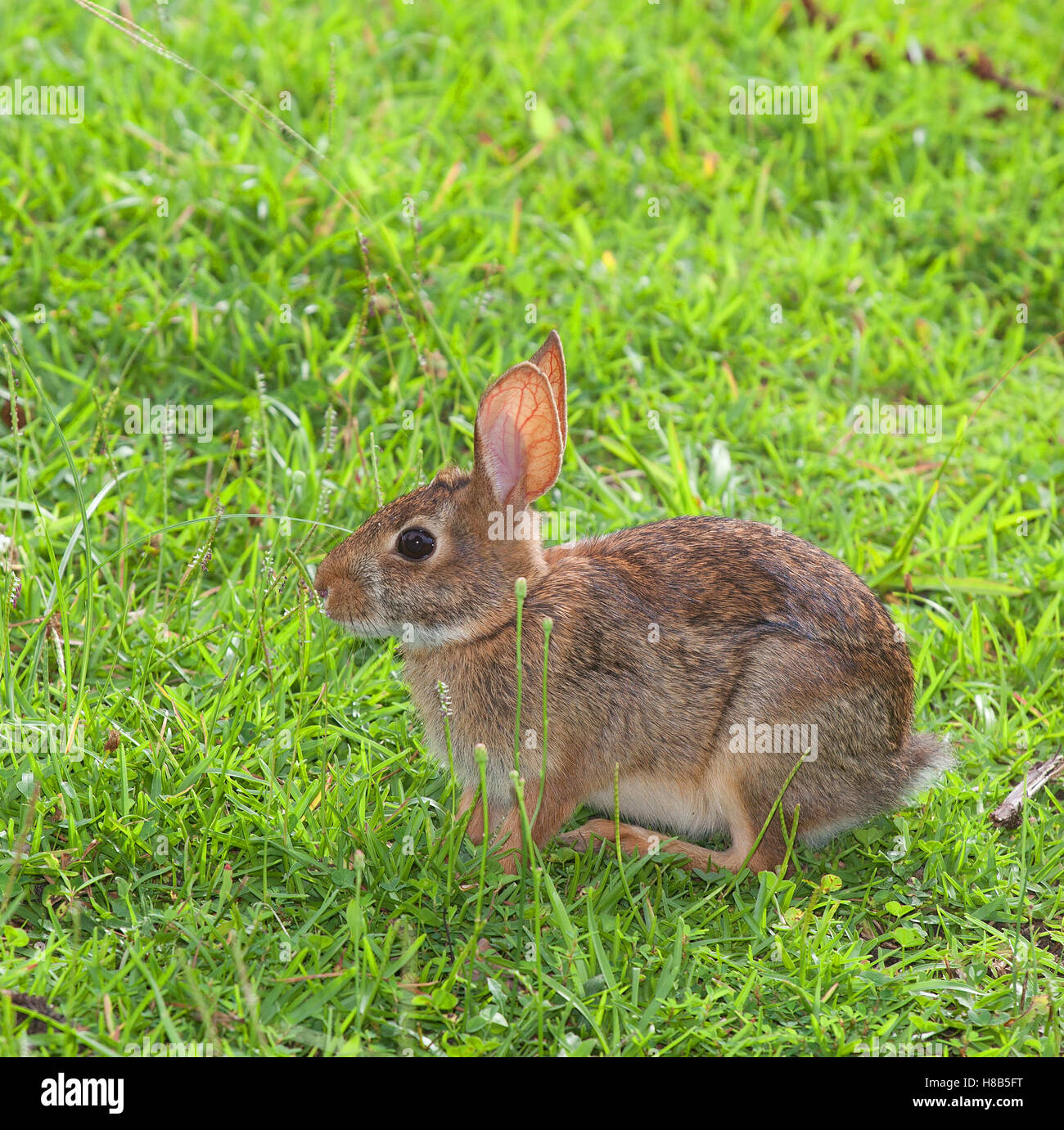 Hunkered hi-res stock photography and images - Alamy