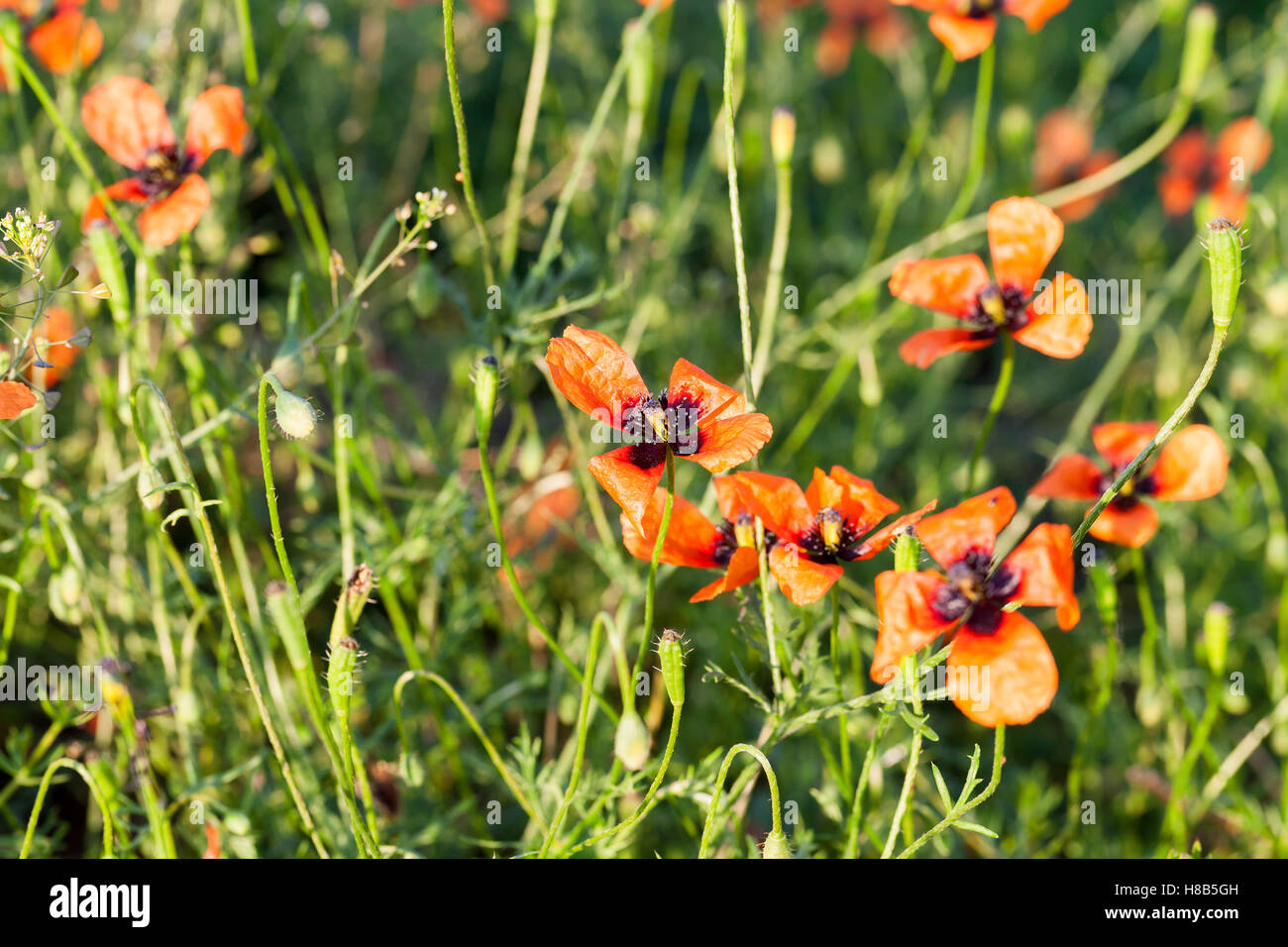 Red Poppy in the field Stock Photo - Alamy