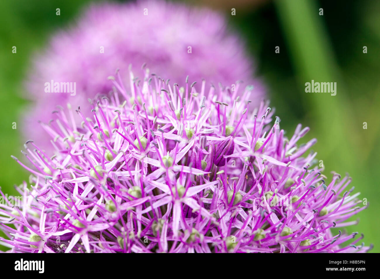 Flower onion, close-up Stock Photo - Alamy
