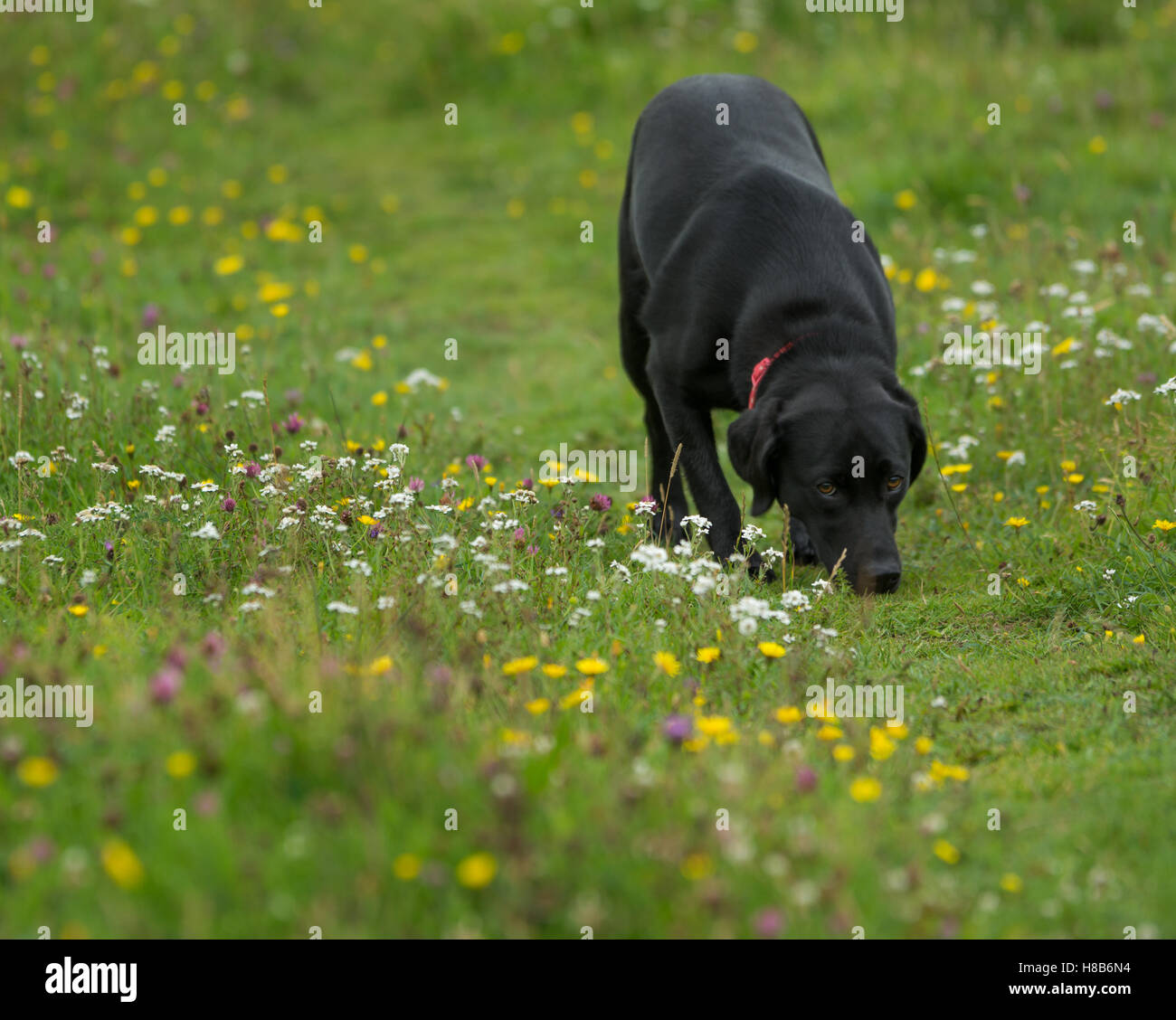 Black Labrador in a field of wildflowers Stock Photo - Alamy