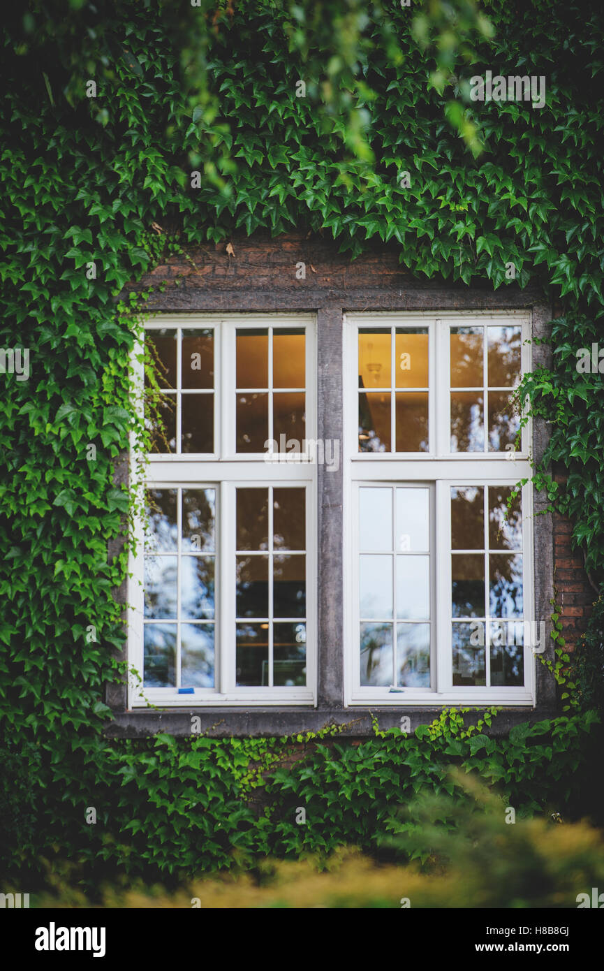 Window hidden in green ivy. Summer time Stock Photo - Alamy