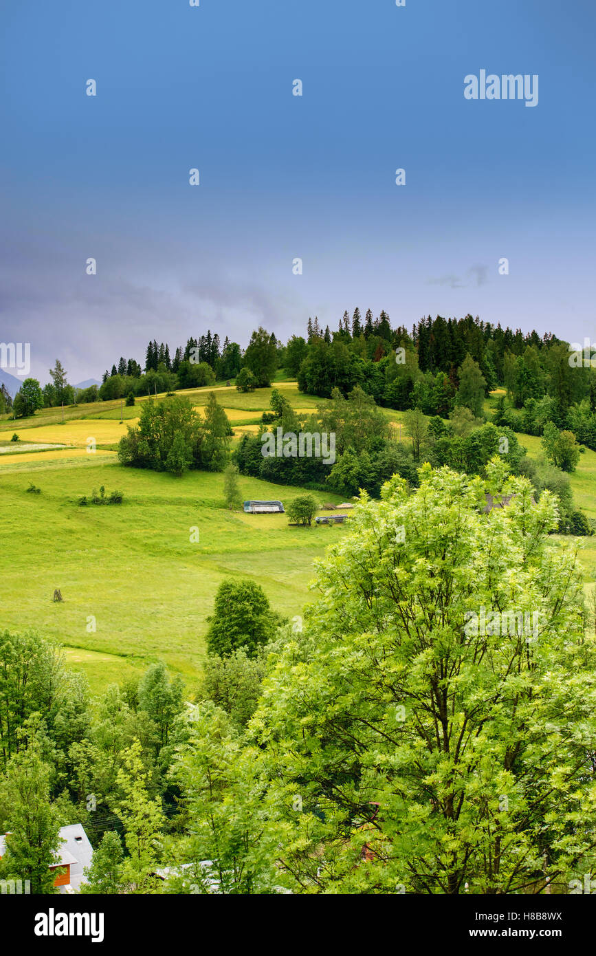 field of spring grass and mountain in the summer Stock Photo - Alamy