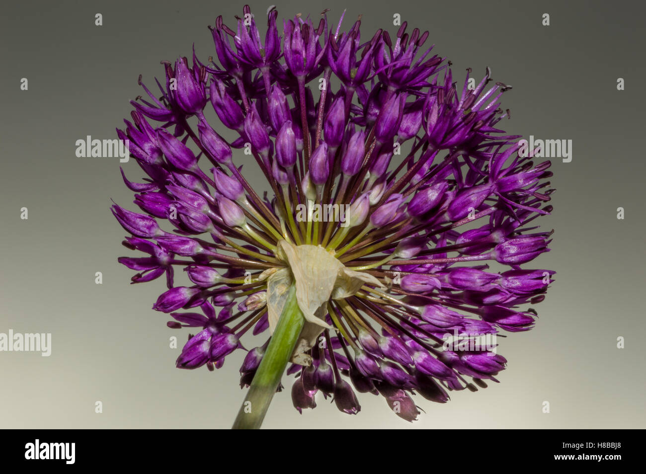 Allum flower hi-res stock photography and images - Alamy