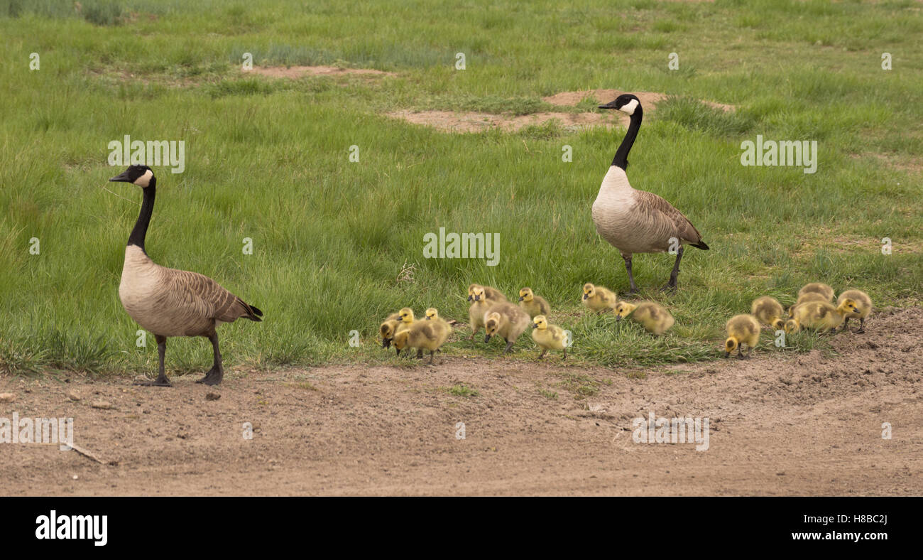 Family of two Canadian geese and their thirteen gosling walking along a ...